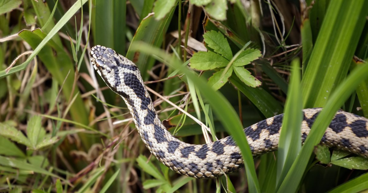 Ny antidot mot huggormbitt - Helsebiblioteket